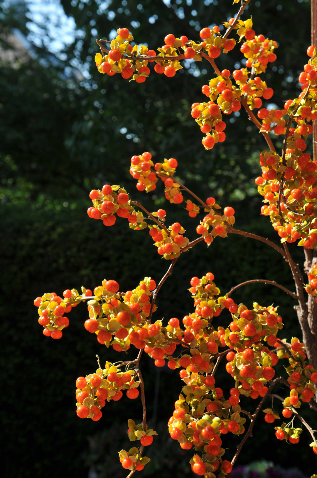 Celastrus – Veda Warrior